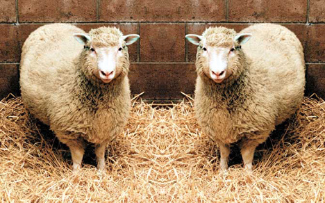 Klonschaf „Dolly“ – ROMA e TOSKA | Storytelling Fashion